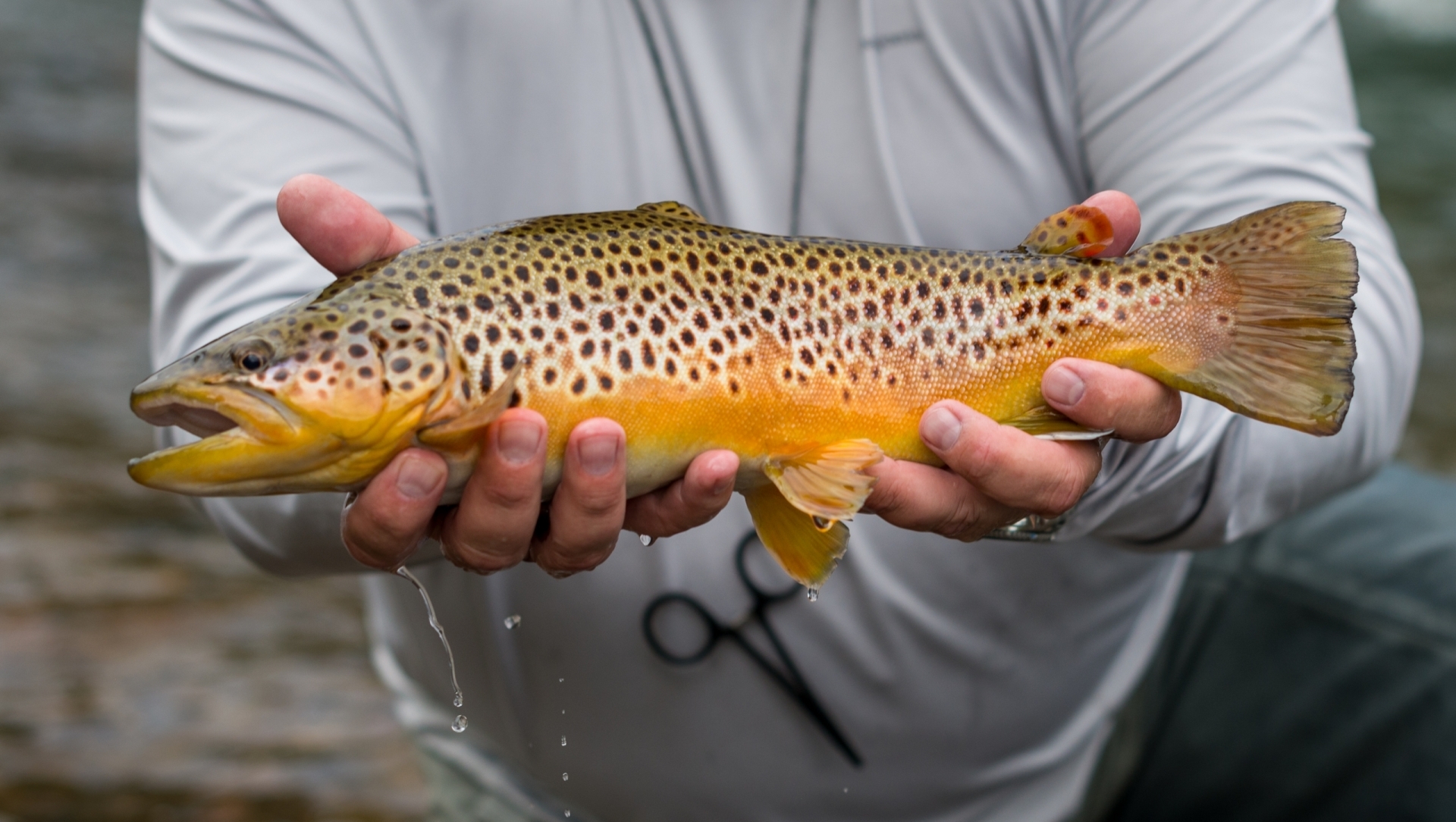 Forelle – Fischereiverein „Petri“ e. V.